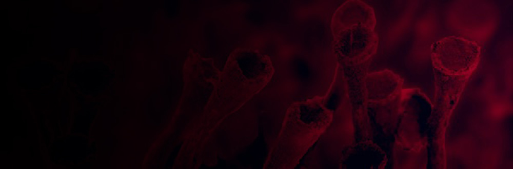 Gene Arrays | innovative Discoveries